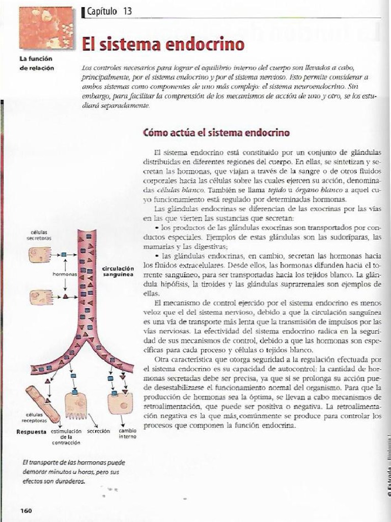 Sistema Endocrino | PDF