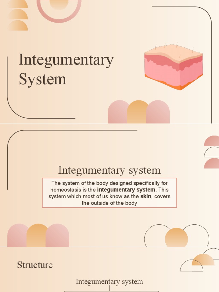 Integumentary System | PDF | Wellness