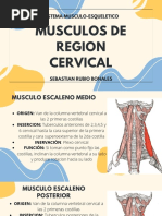 Musculos de La Nuca | PDF | Anatomía humana | Sistema musculoesquelético