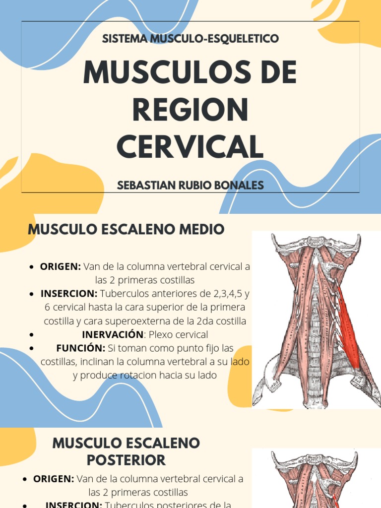 Músculos de la Región Cervical | PDF | Vértebra | La columna vertebral