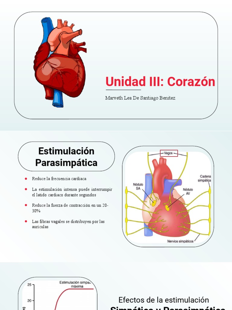 El Corazon | PDF | Potencial de acción | Ventrículo (corazón)