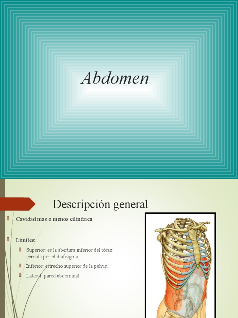 Anatomía del Abdomen | PDF | Abdomen | Pelvis