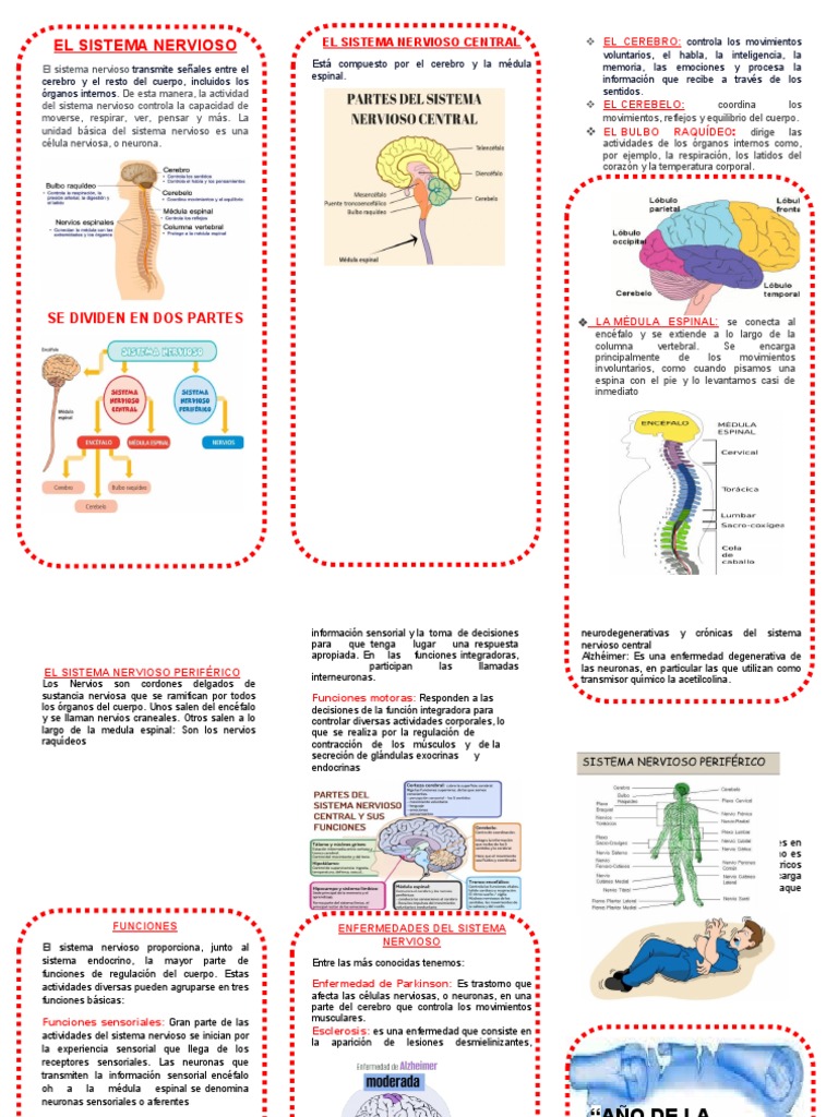 Sistema Nervioso: Funciones y Enfermedades | PDF | Sistema nervioso ...