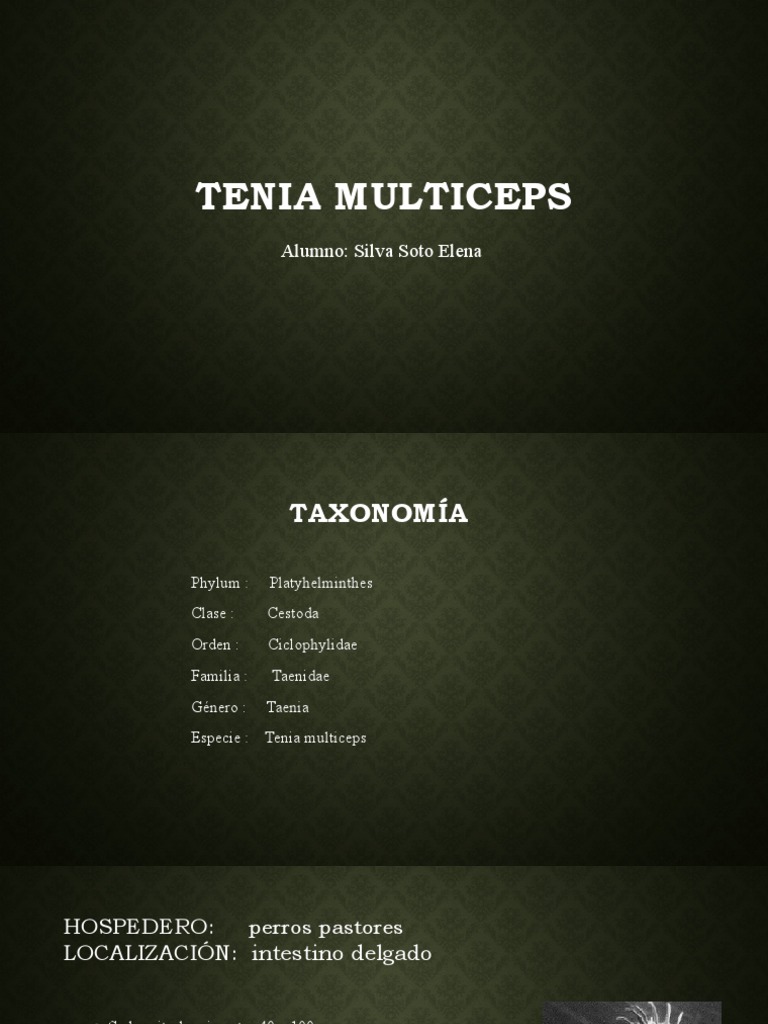 Tenia Multiceps | PDF