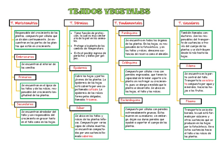 MAPA CONCEPTUAL Tejidos Vegetales | PDF | Raíz | Tallo de la planta