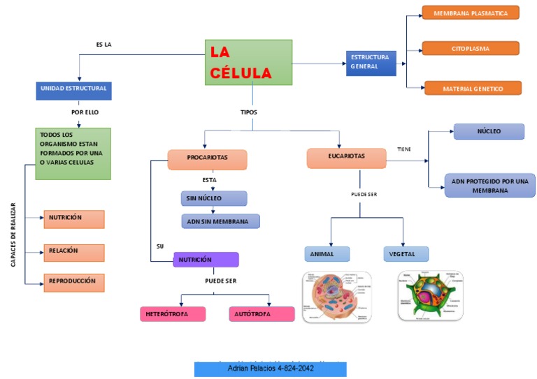 Mapa Conceptual de La Célula Adrian Palacios | PDF | Biología Celular ...