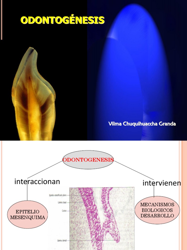 Odontogenesis_090423 | PDF | Esmalte de dientes | Diente