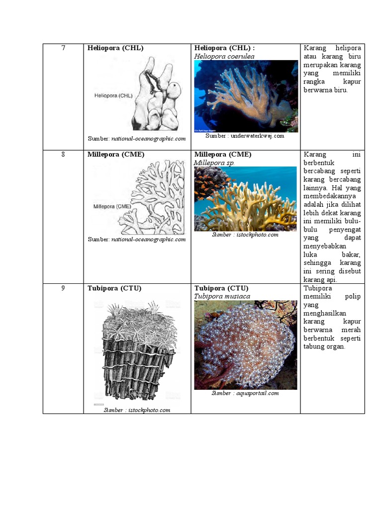 Heliopora (CHL) Heliopora (CHL) | PDF