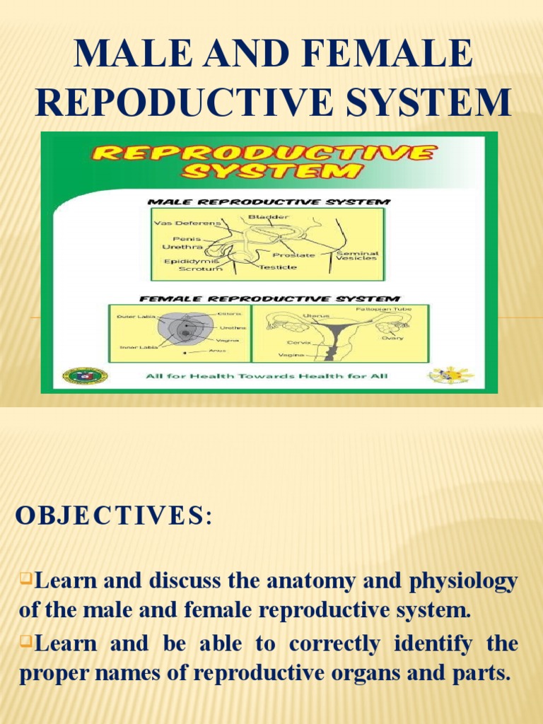 Male - Female Repro | PDF | Uterus | Reproductive System