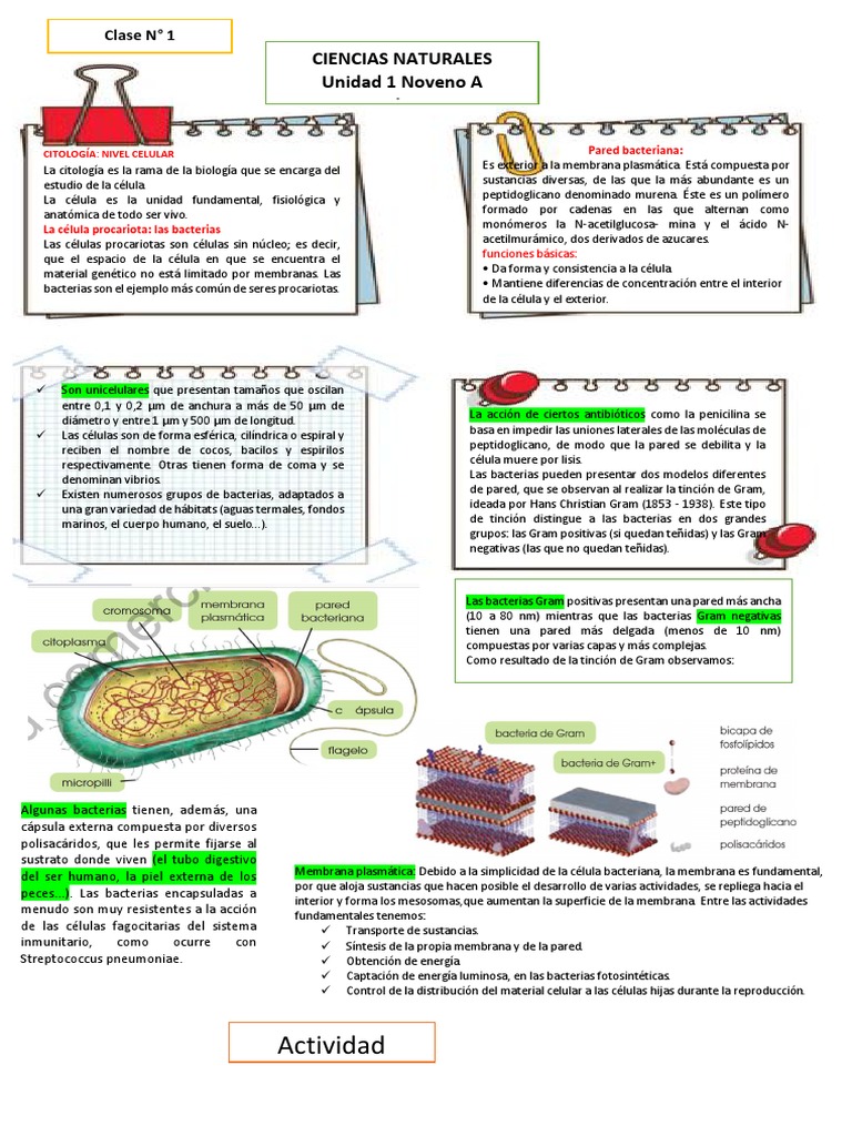CCNN Unidad 1 Noveno | PDF | Biología Celular) | Las bacterias