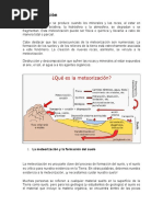 Características del Suelo Gleysol | PDF