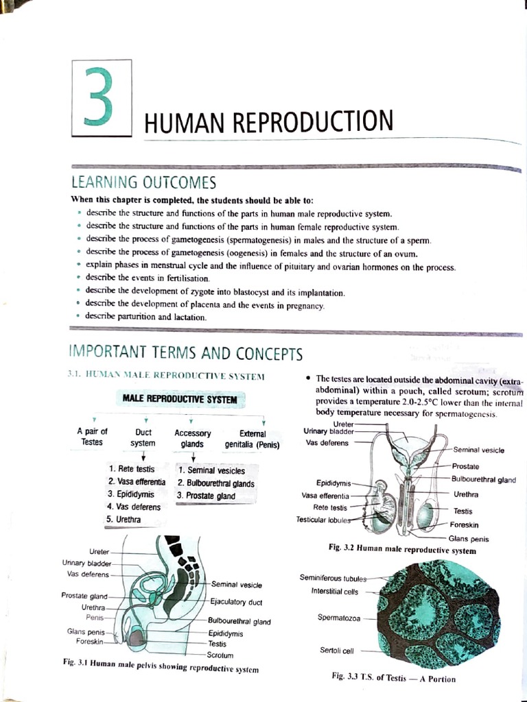 Reproduction Class 12 Biology 202324 Pdf Testicle Reproductive System 