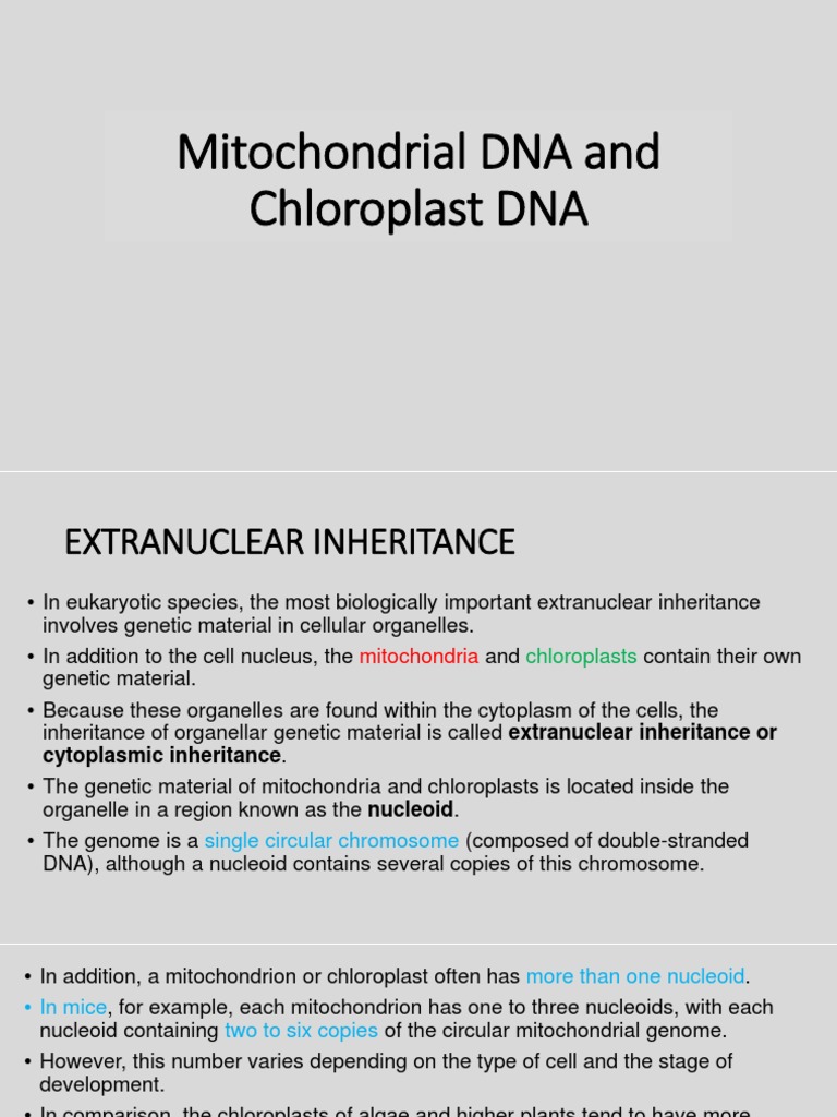 5 Mitochondrial DNA and Chloroplast DNA | PDF | Mitochondrial Dna ...