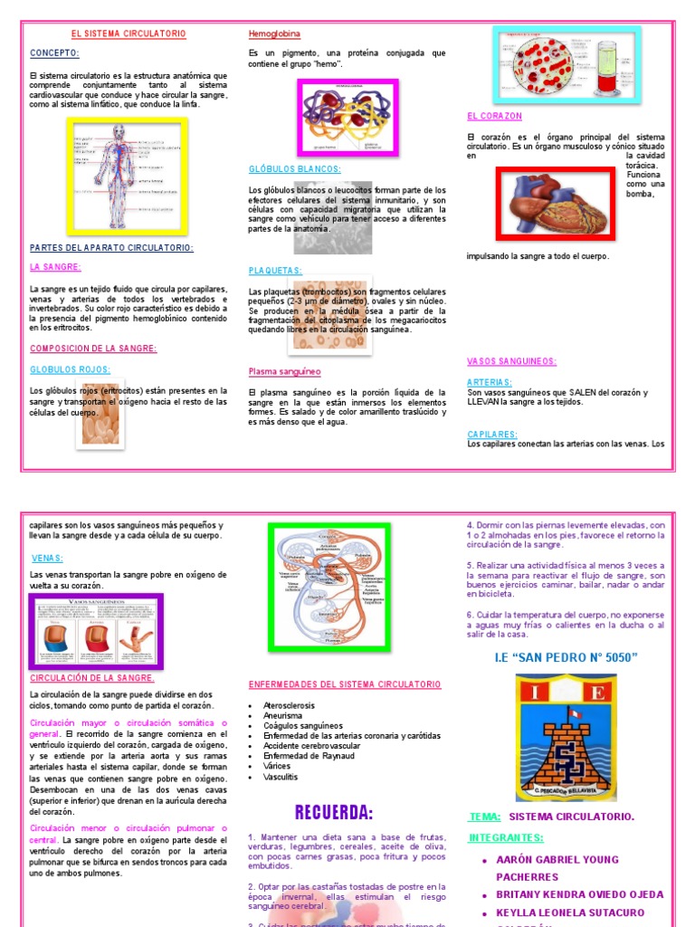 El Sistema Circulatorio | PDF | Sistema circulatorio | Sangre