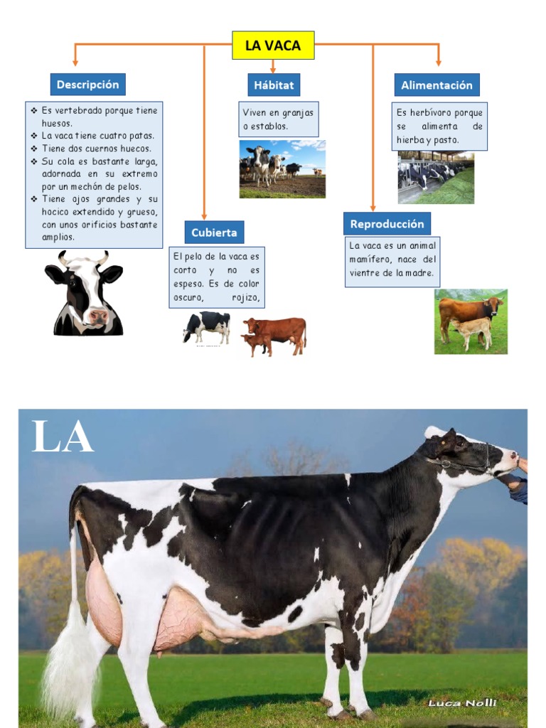 Papelografo La Vaca | PDF