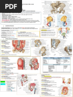 Anatomia do Quadril: Estruturas e Funções | PDF | Quadril | Nervo