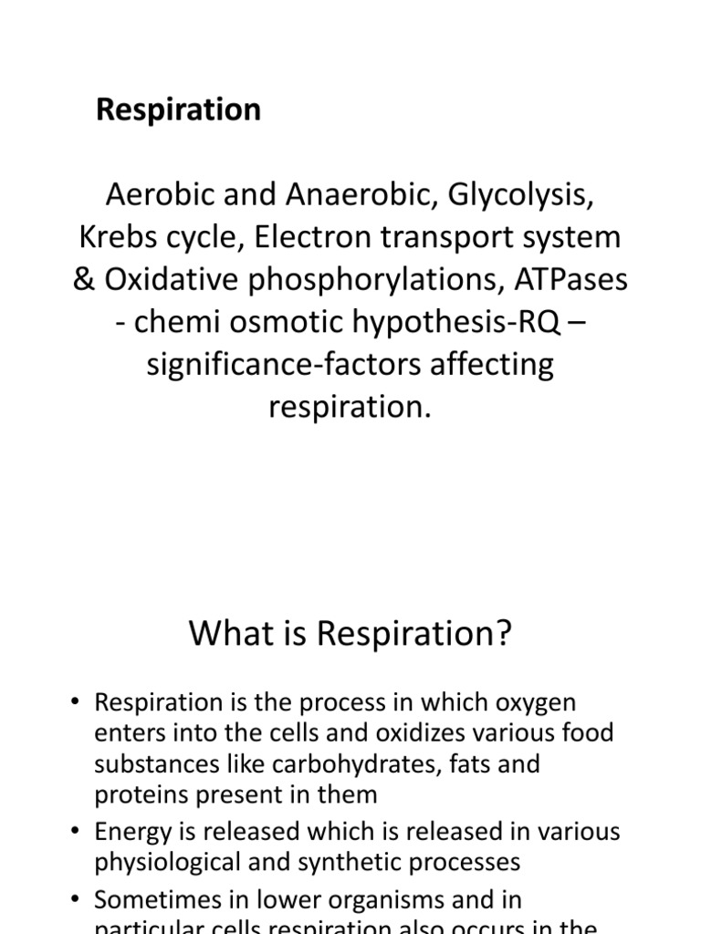 III UG Physiology Respiration AVJ | PDF | Cellular Respiration ...