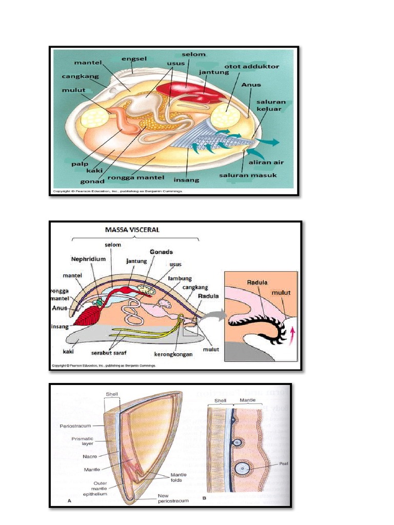 gambar mollusca | PDF