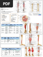 Anatomia Tibia e Fibula | PDF