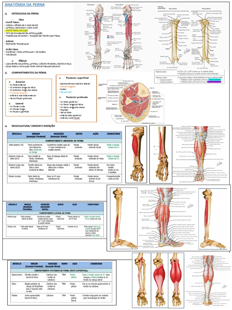 Anatomia da Perna: Estruturas e Funções | PDF | Tecido macio | Sistema ...
