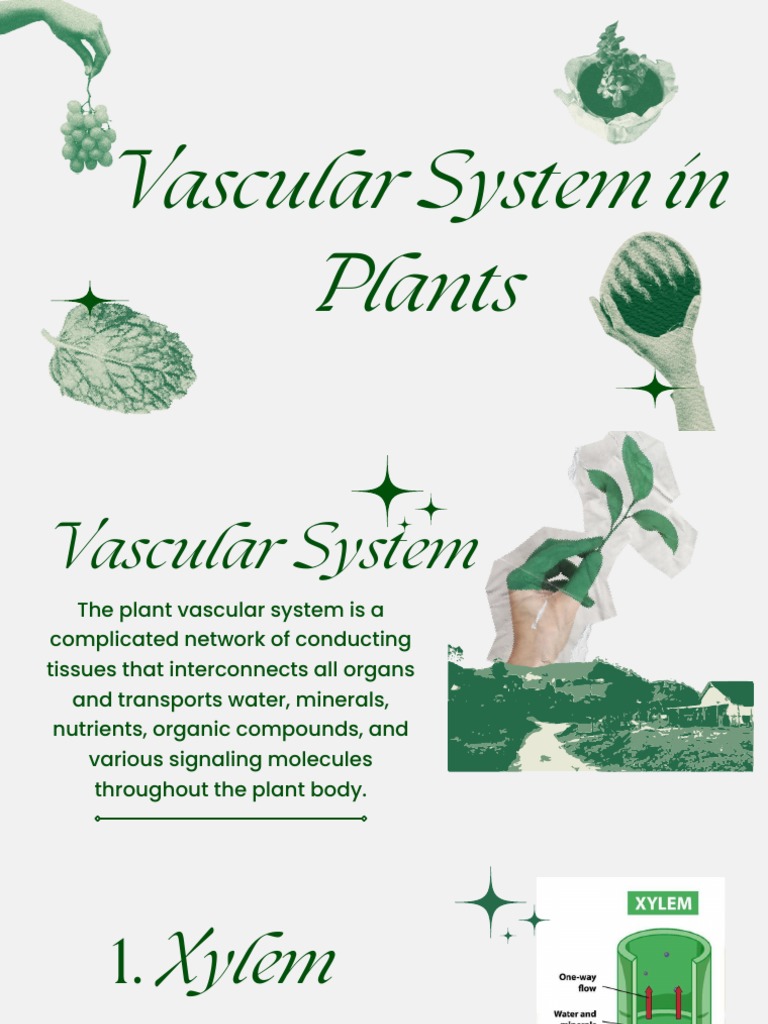 Vascular System in Plants 1 | Download Free PDF | Plant Nutrition | Leaf