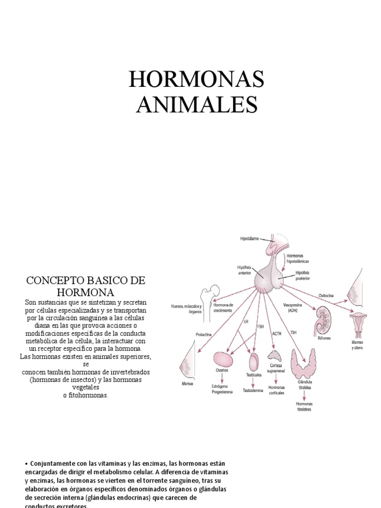 HORMONAS ANIMALES Eknkkoo | PDF | Hormona | Sistema endocrino