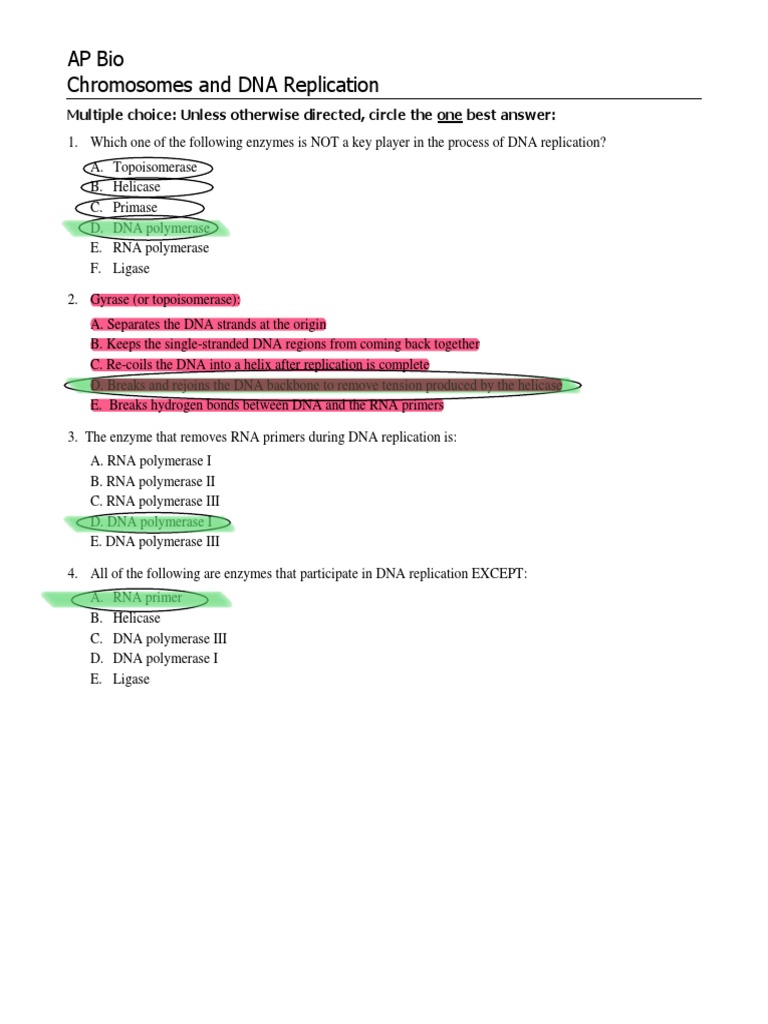 DNA Replication Worksheet-2 1 | PDF | Dna Replication | Dna