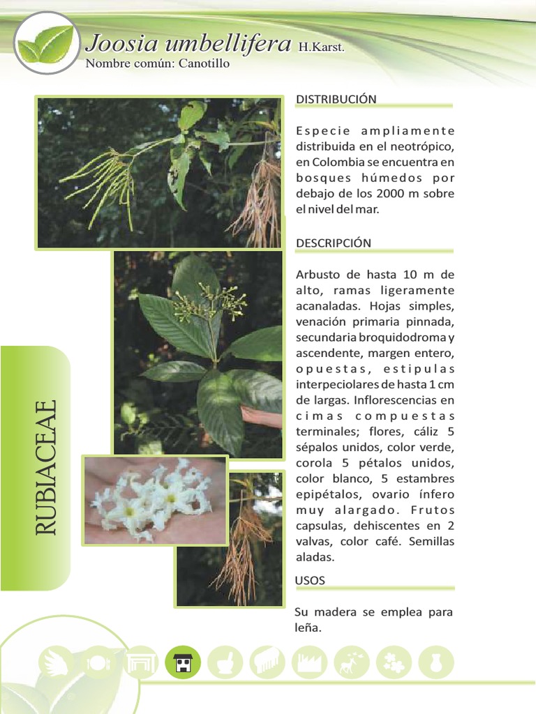 Características de Joosia umbellifera | PDF | Plantas | Botánica