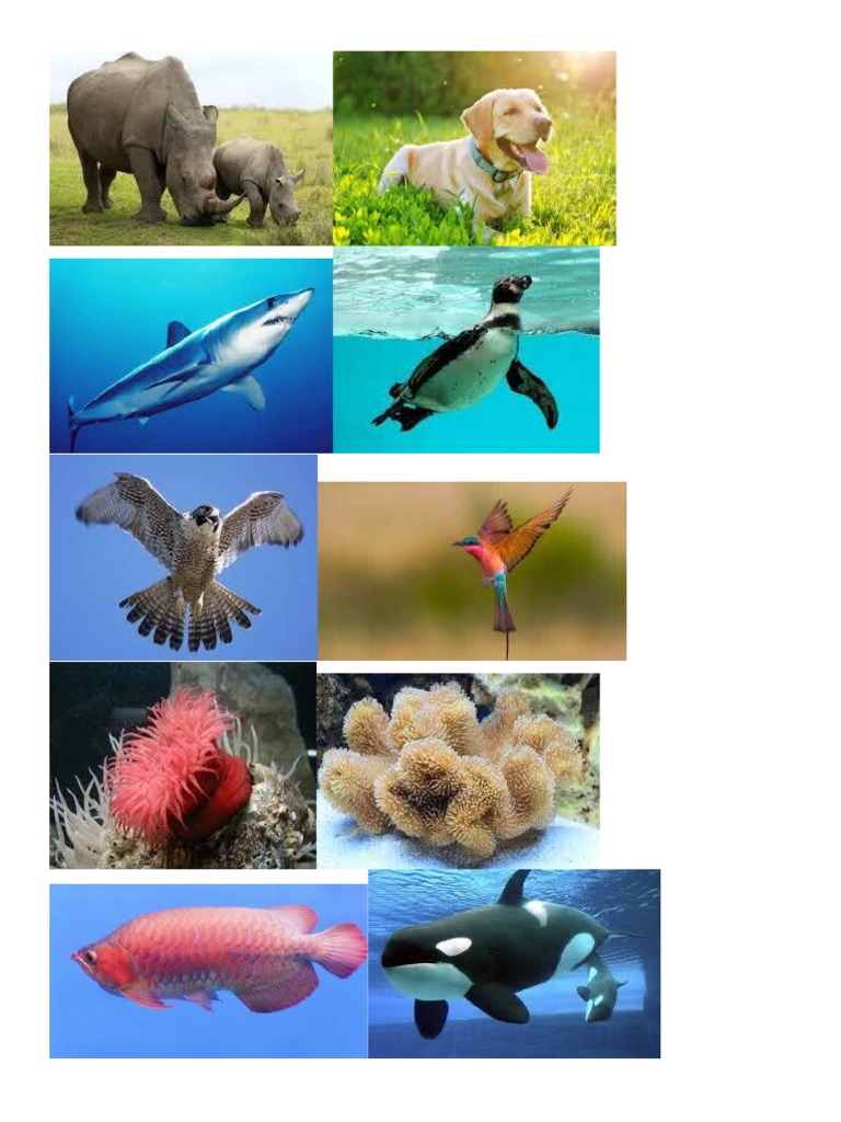 Clasificacion de Los Animales | PDF