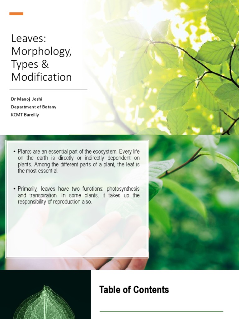 Leavesmodifications 220426144939 | PDF | Leaf | Plants