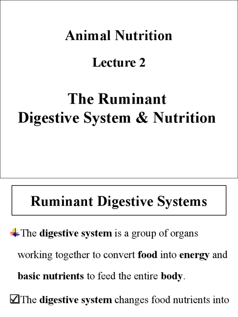 Lecture 2 | PDF | Digestion | Ruminant