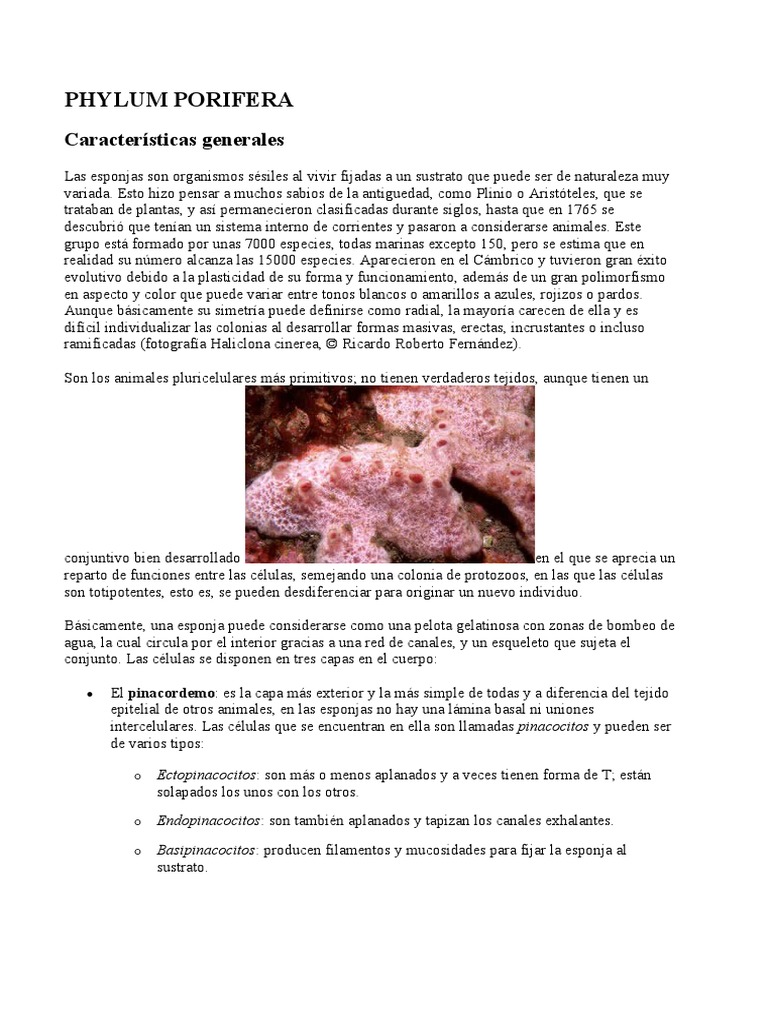 phylum-porifera-pdf-esponja-biolog-a