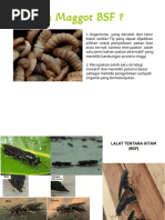 Classification Lalat BSF | PDF