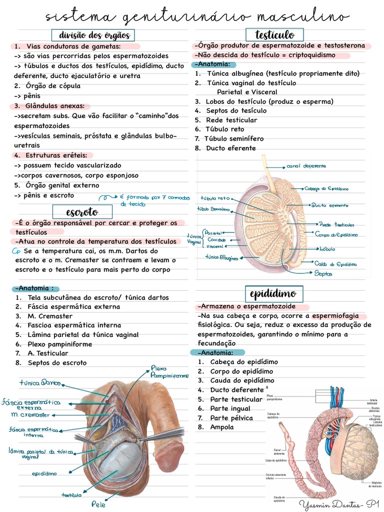Anatomia P1 MT3 | PDF | Próstata | Vagina