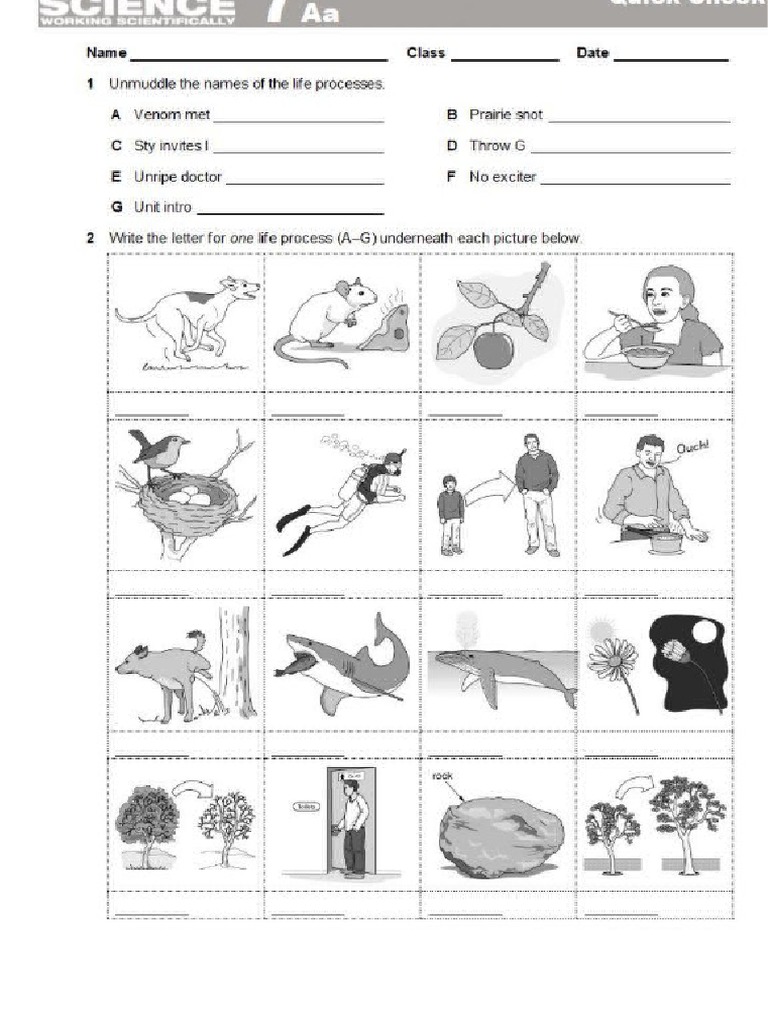 Science Worksheet 7 Life Processes | PDF
