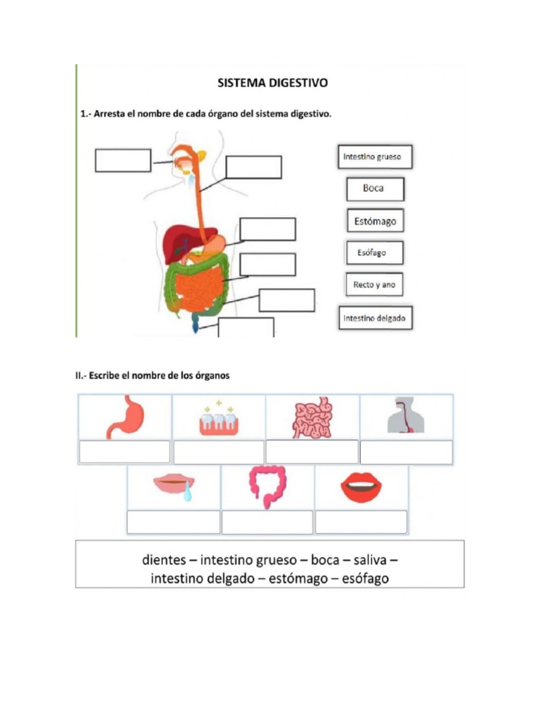 Sist Digestivo | PDF Sist Digestivo | PDF