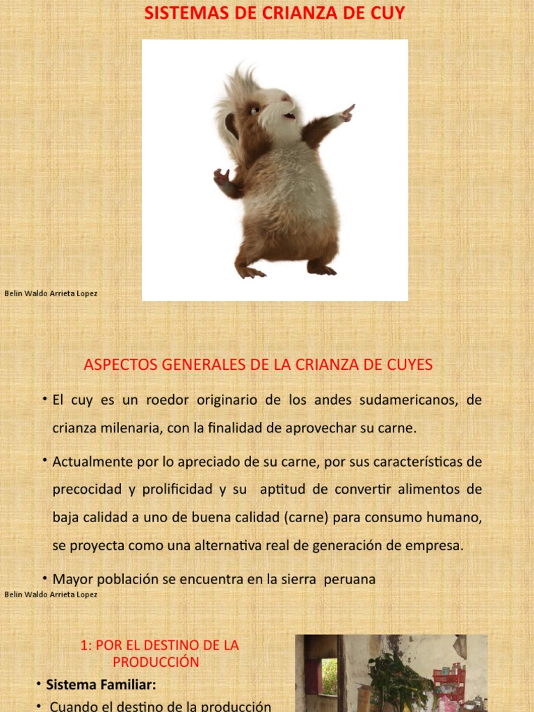 1 Sistemas de Crianza de Cuy | PDF | Conejillo de indias | Alimentos
