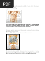 Estructura de las capas del escroto | PDF