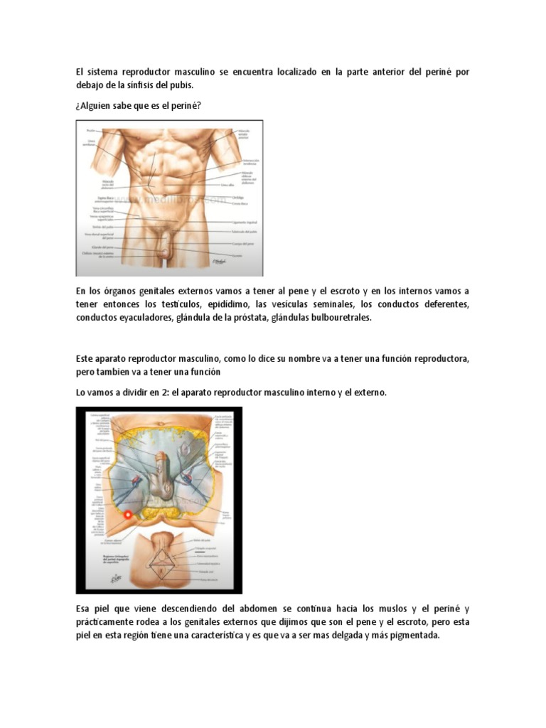 El Sistema Reproductor Masculino Se Encuentra Localizado en La Parte ...