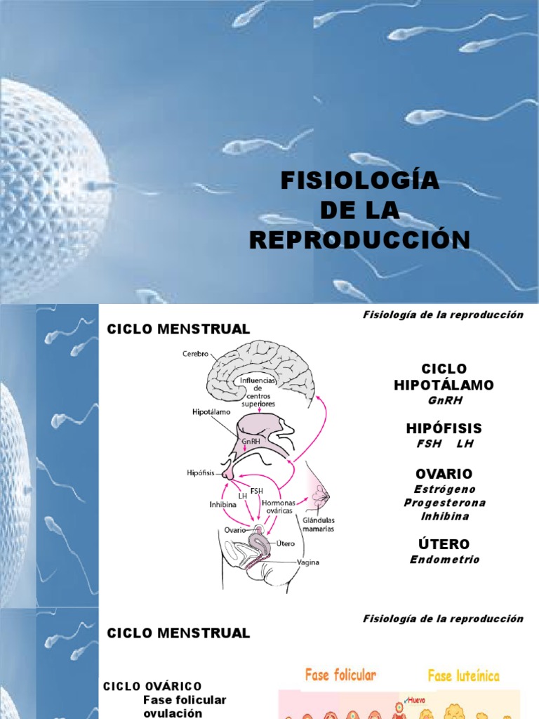 fisiología de la reproducción | PDF | Ciclo menstrual | Ovario