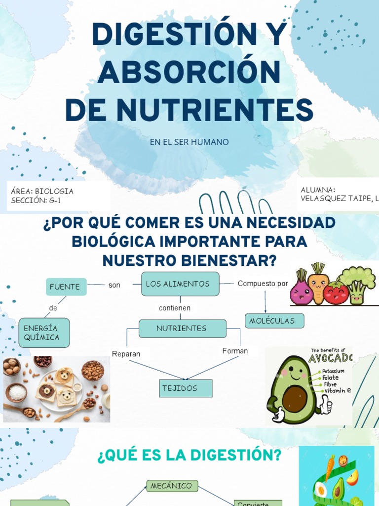 Absorcion y Digestion de Nutrientes | PDF | Digestión | Sistema ...