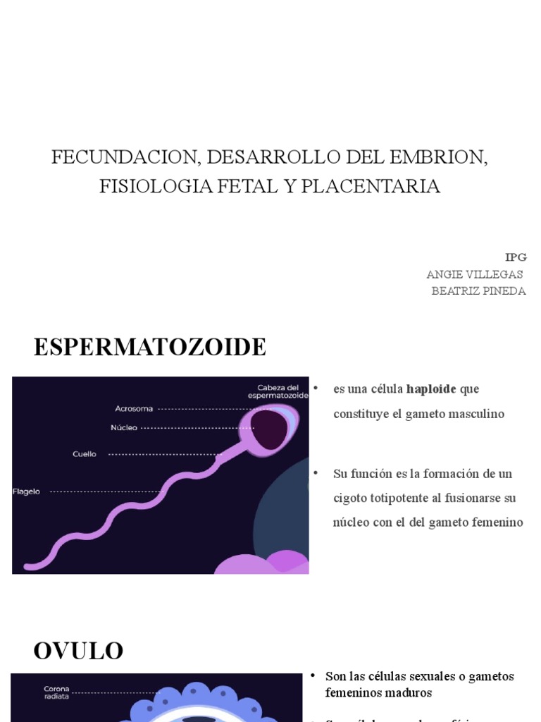 FECUNDACION | PDF | Embrión | Feto