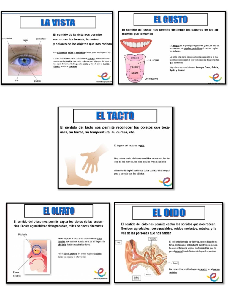 5 Sentidos | PDF