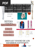Doppler Venoso Mmii Safena Magna y Parva | PDF | Vena | Sistema ...