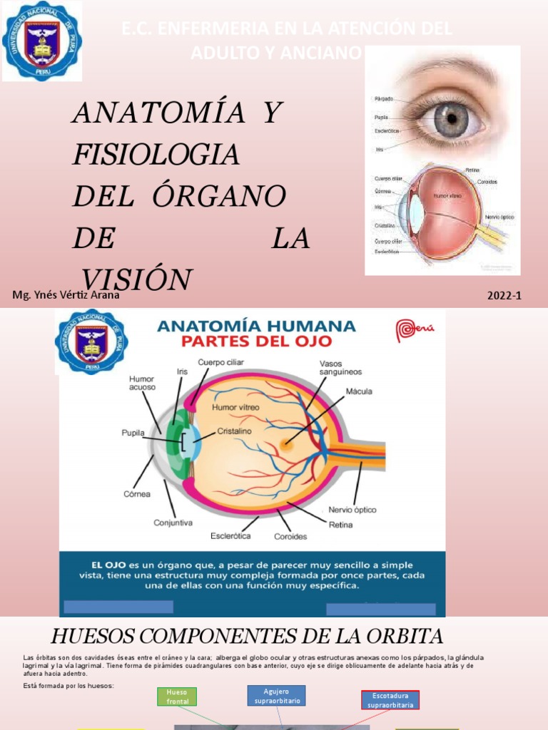 UNP-Anatomia y Fisiologia Del Organo de La Vision | Descargar gratis PDF | Ojo humano ...