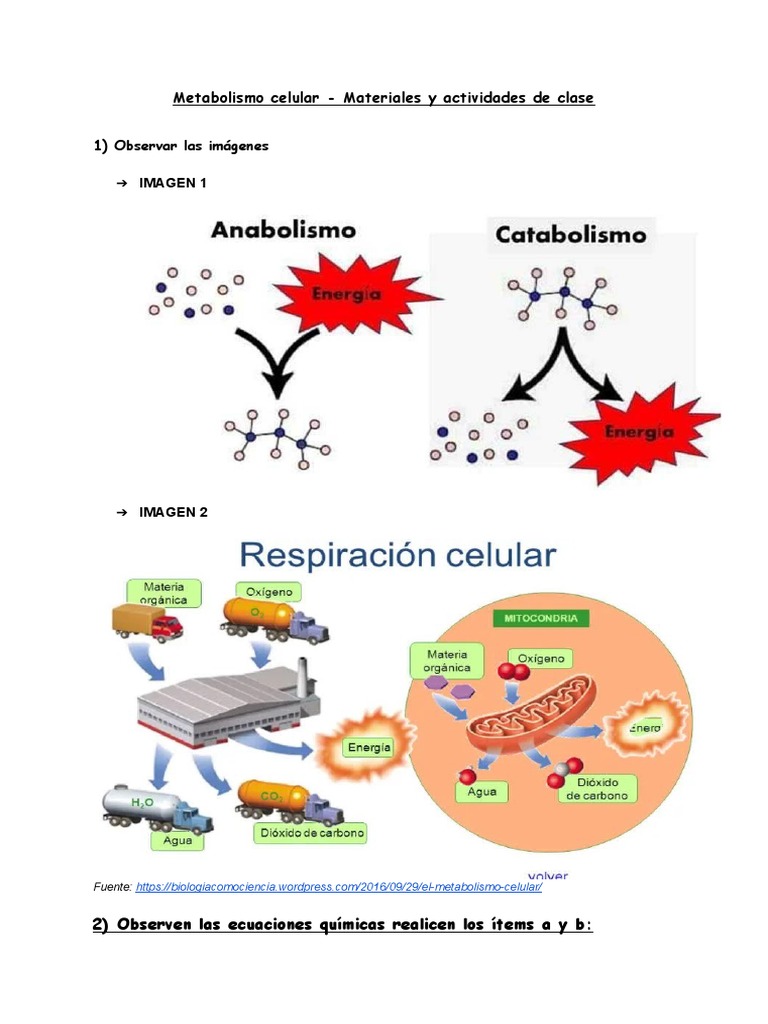 Actividades sobre metabolismo celular | PDF