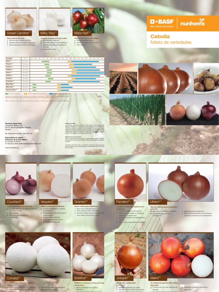 Guía de Variedades de Cebolla | PDF | Agricultura | Plantas