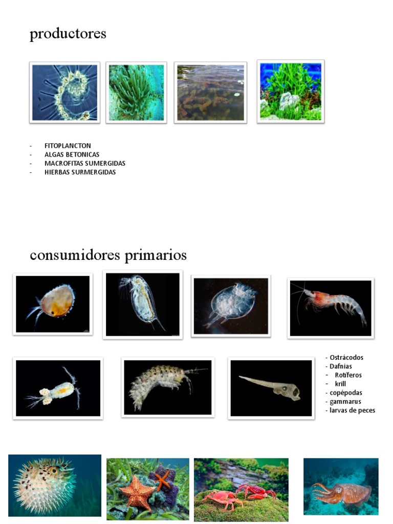 RED TROFICA - Tamara Barria y Cristofer Perez | PDF