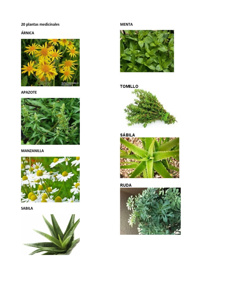 20 Plantas Medicinales | PDF