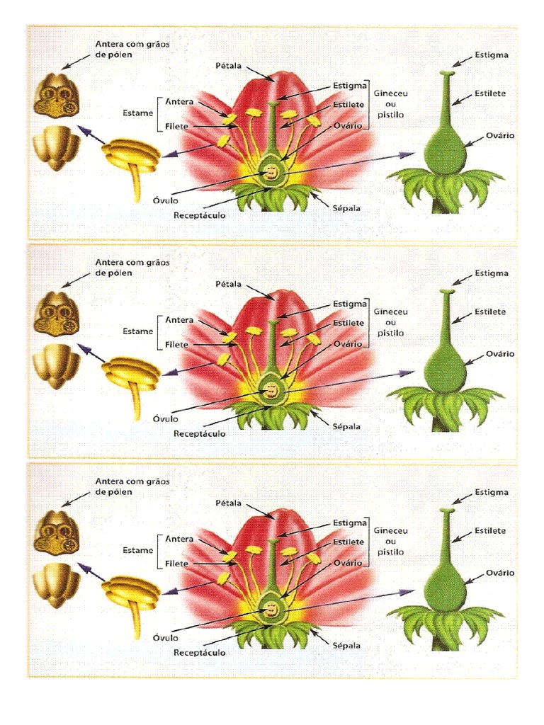 Partes Da Flor - Imprimir | PDF